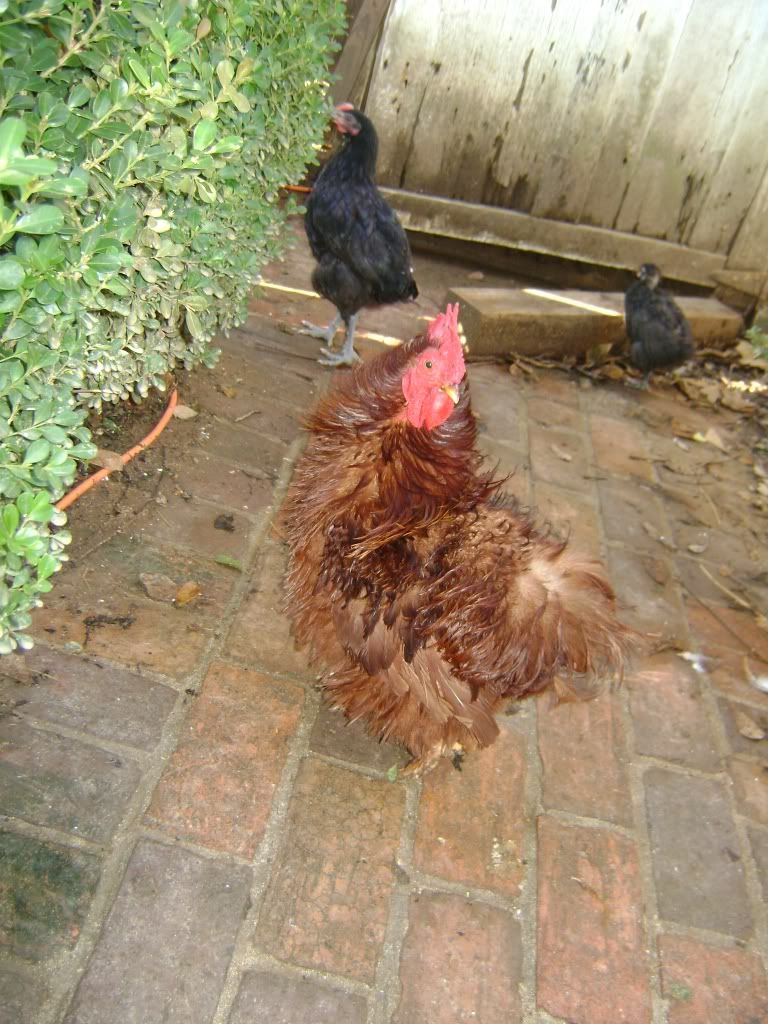 Are Frizzle Cochins Usually Runts?? Pictures! | BackYard Chickens - Learn How to Raise Chickens