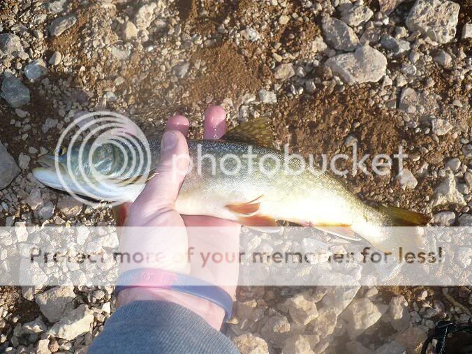 Navajo Splake, Rainbows, and Stuff | Utah Wildlife Forum