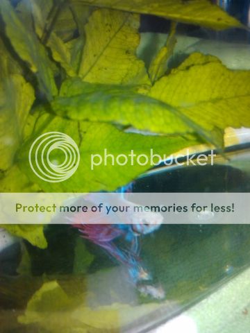 Cotton Balls and Hand Sanitizer in Fish Tank | Aquarium Forum