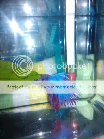 Cotton Balls and Hand Sanitizer in Fish Tank | Aquarium Forum