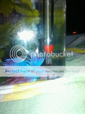 Cotton Balls and Hand Sanitizer in Fish Tank | Aquarium Forum