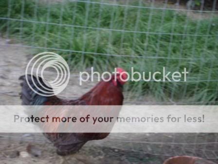 Marans & Olive Eggers Variety Pack Hatching Eggs | BackYard Chickens ...