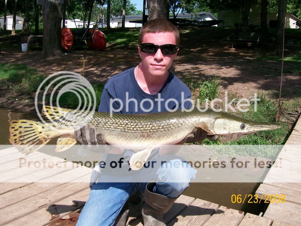 Alligator Gar 365 Lbs