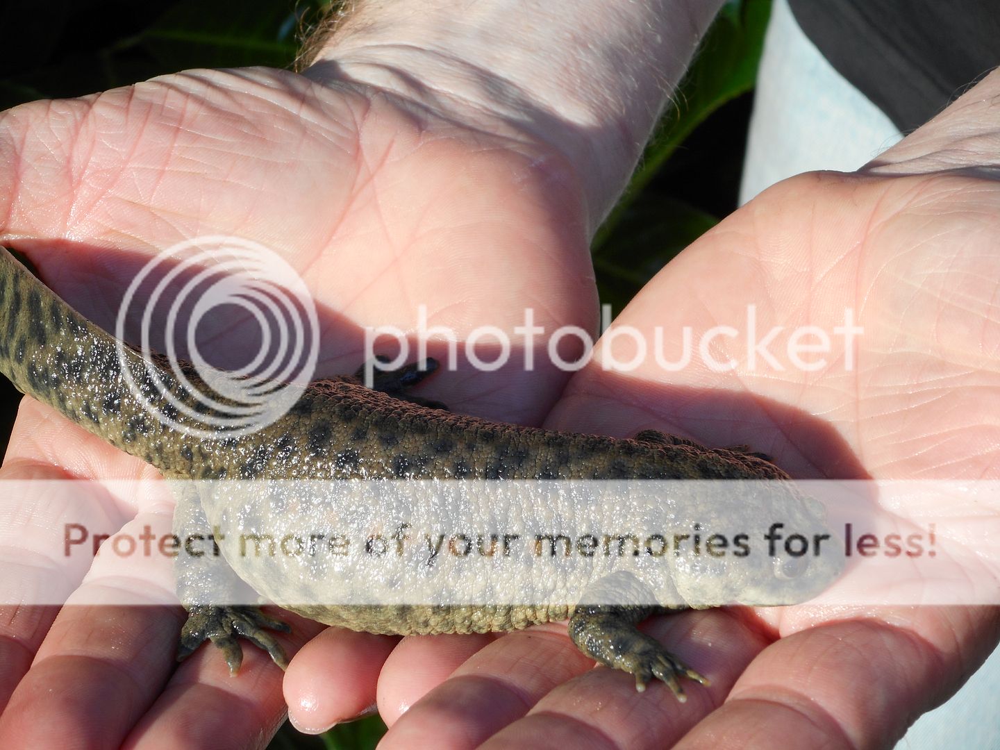 W Midlands - Spanish Sharp Ribbed Newts. | Reptile Forums