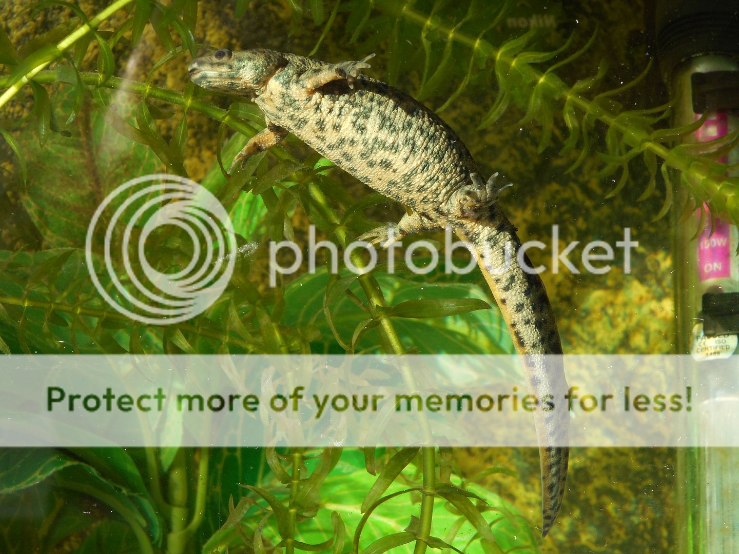 W Midlands - Spanish Sharp Ribbed Newts. | Reptile Forums