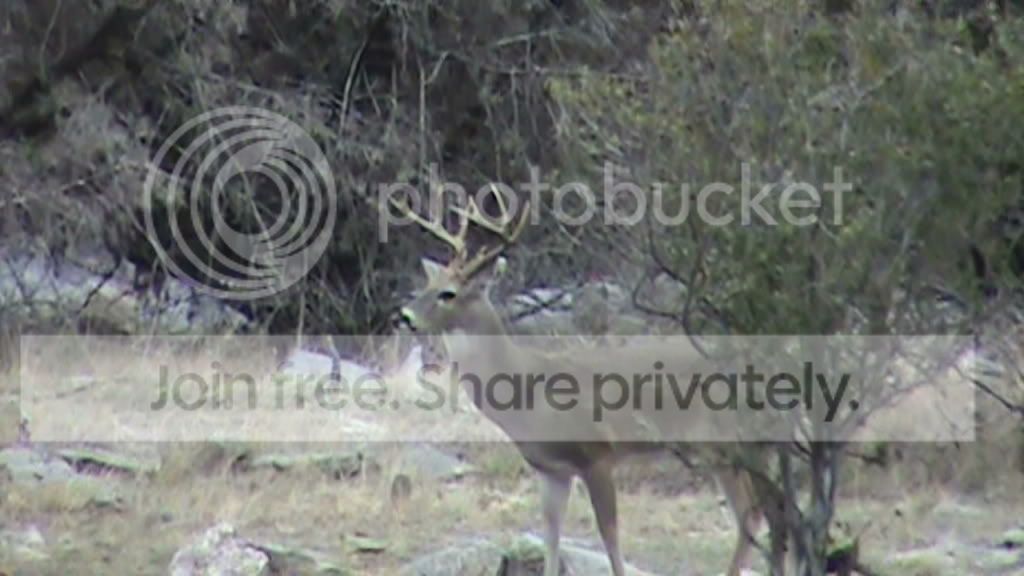 Aging deer based on photos - what do you look for? | TexAgs