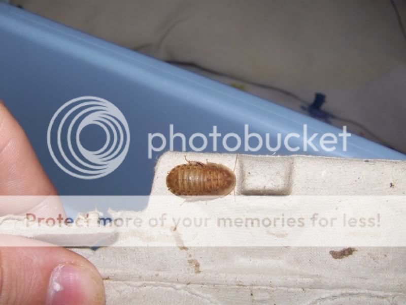 B.dubia and mutants/ hybrids | Arachnoboards