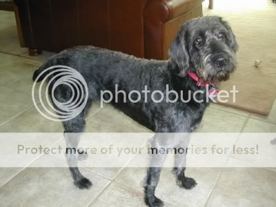Cropped Tails - Labradoodle Forums